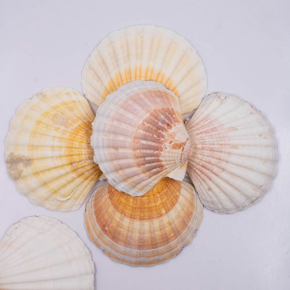 CONCHA-DO-MAR-SCALLOP-SHELLS-NATURAL-COM-500G---UNICA.jpg?v ...