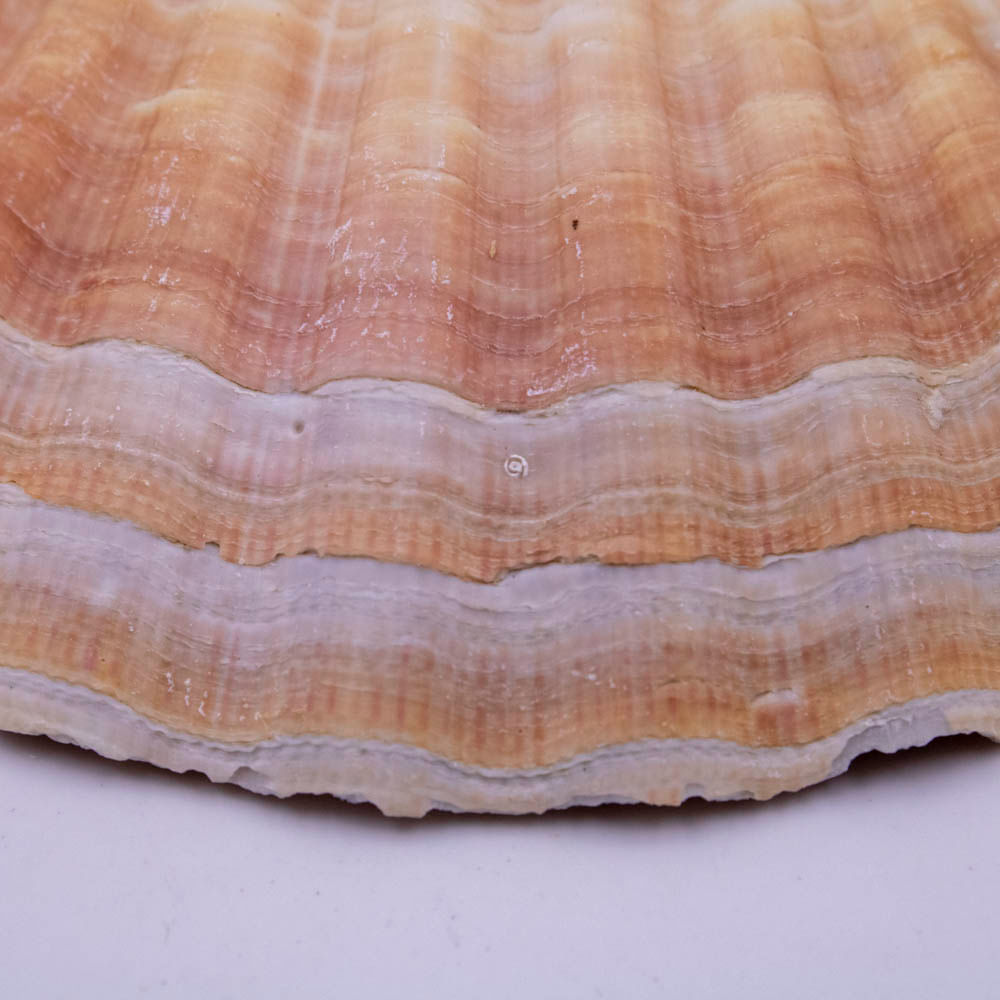CONCHA-DO-MAR-SCALLOP-SHELLS-NATURAL-COM-500G---UNICA.jpg?v ...
