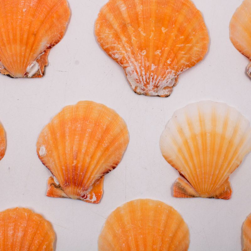 Concha do Mar Bractechlamys Vexillum Orange 750g - Ladeira Armarinhos