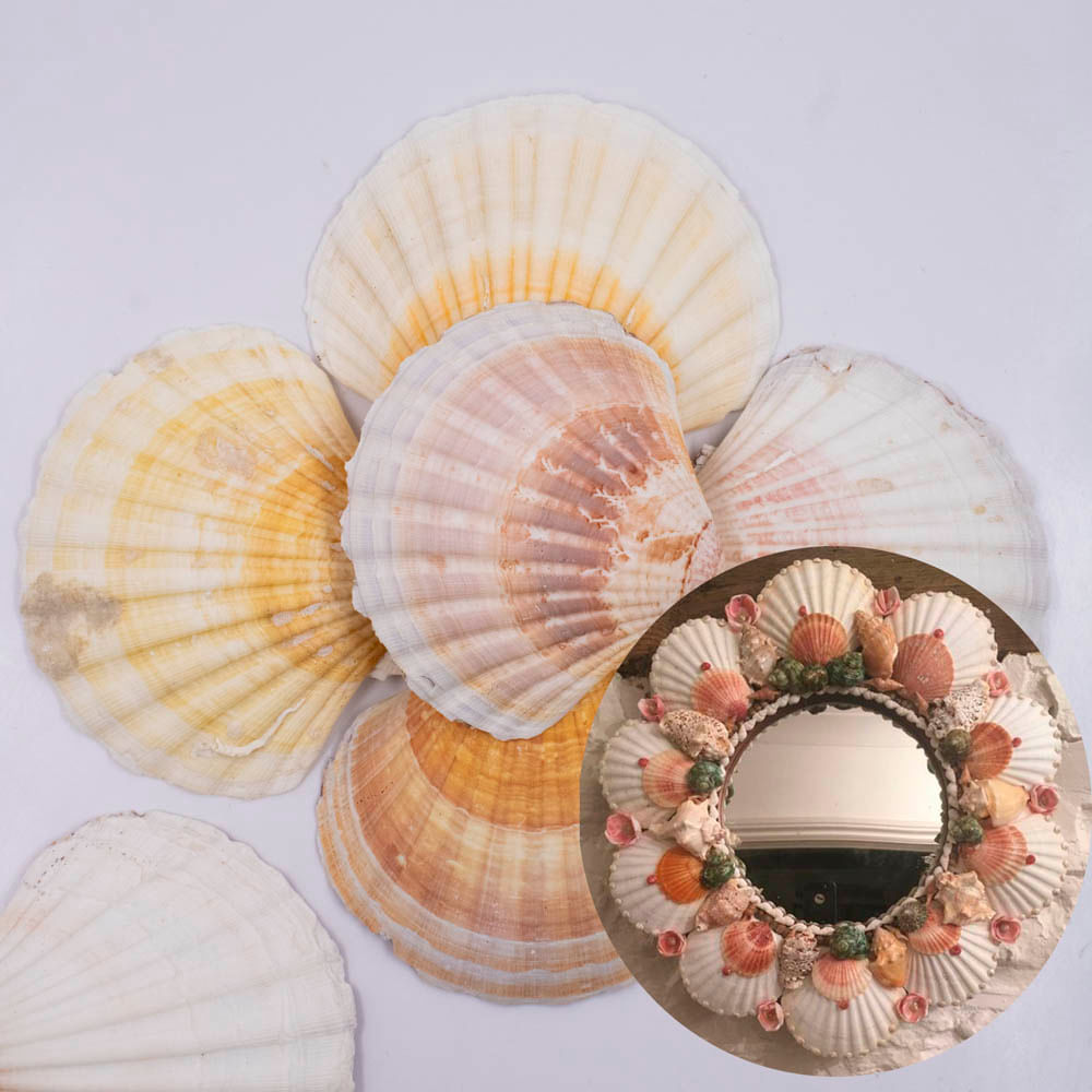 CONCHA DO MAR SCALLOP SHELLS NATURAL COM 500G