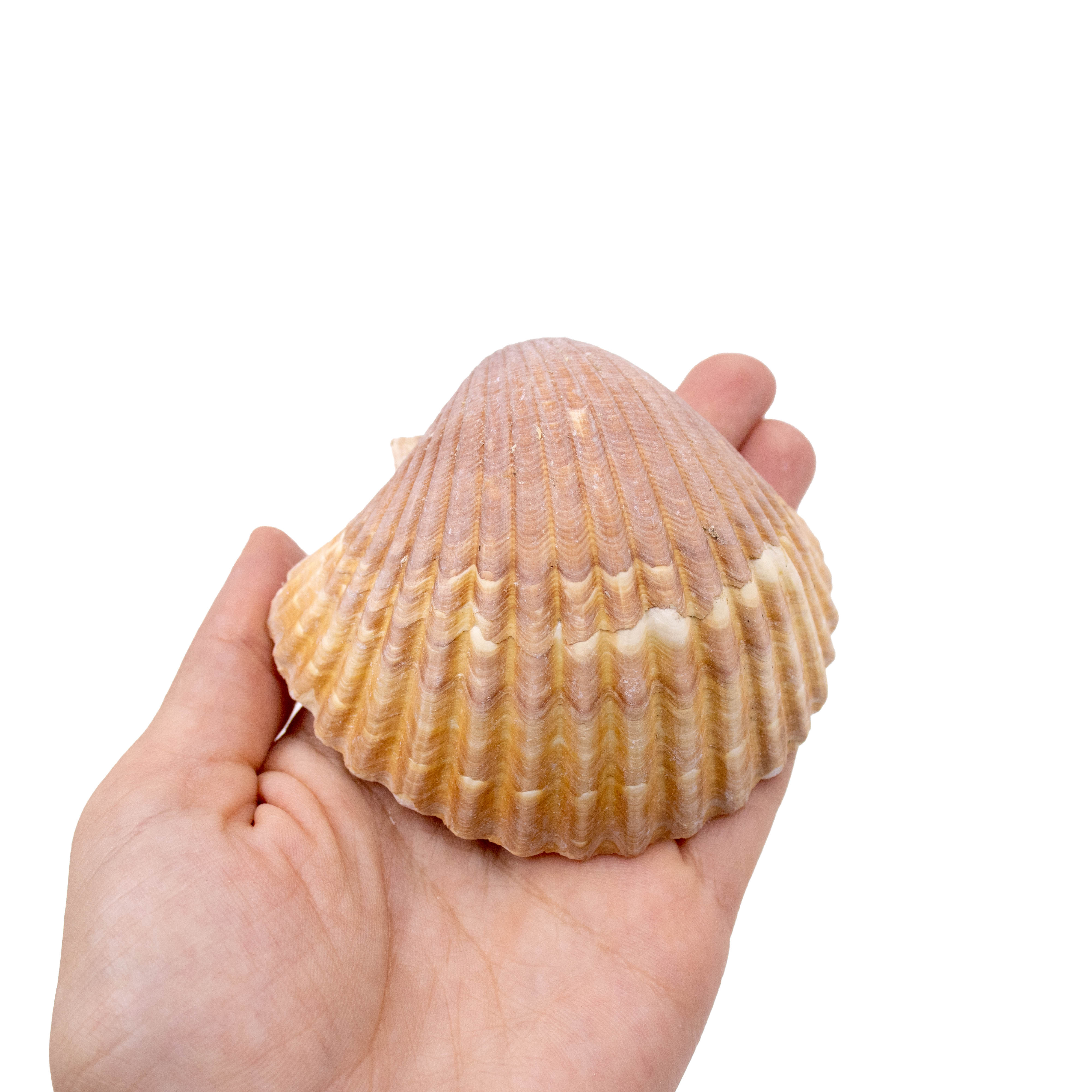 CONCHA DO MAR SCALLOP SHELLS NATURAL COM 500G