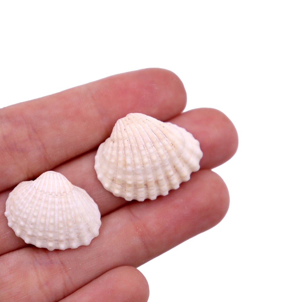 Concha Do Mar Clam Rose Com Furo 18-23Mm Com 500G